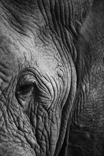 Elephant study 01 – Drawdeck