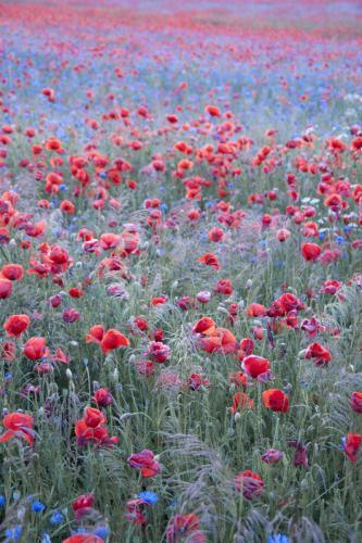 Poppy Seed Heaven Wall Art – Drawdeck