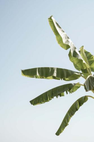 Waving Leaves Wall Art – Drawdeck